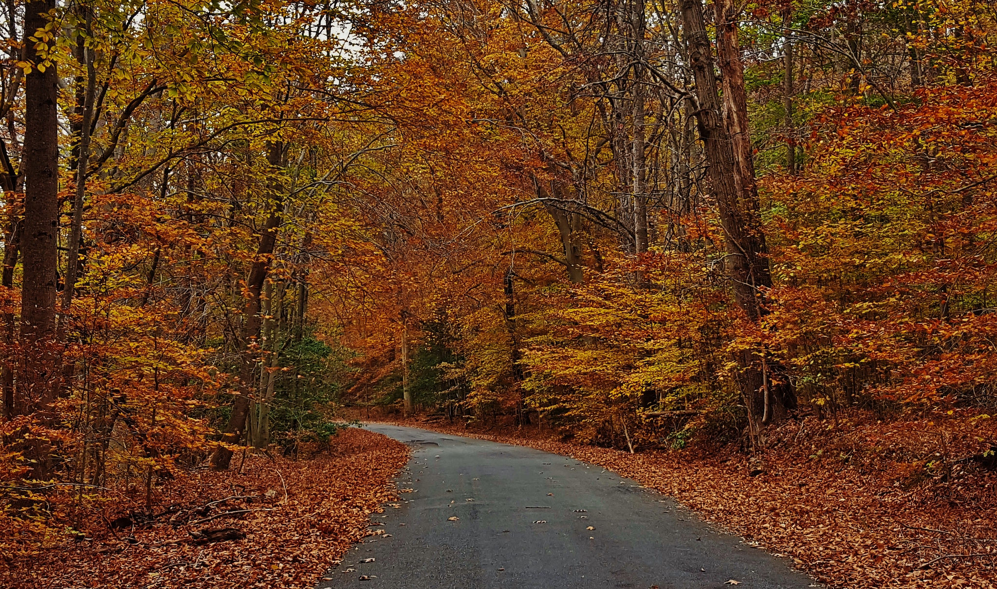 Take This Two Hour Drive To See The Best Fall Foliage In Maryland