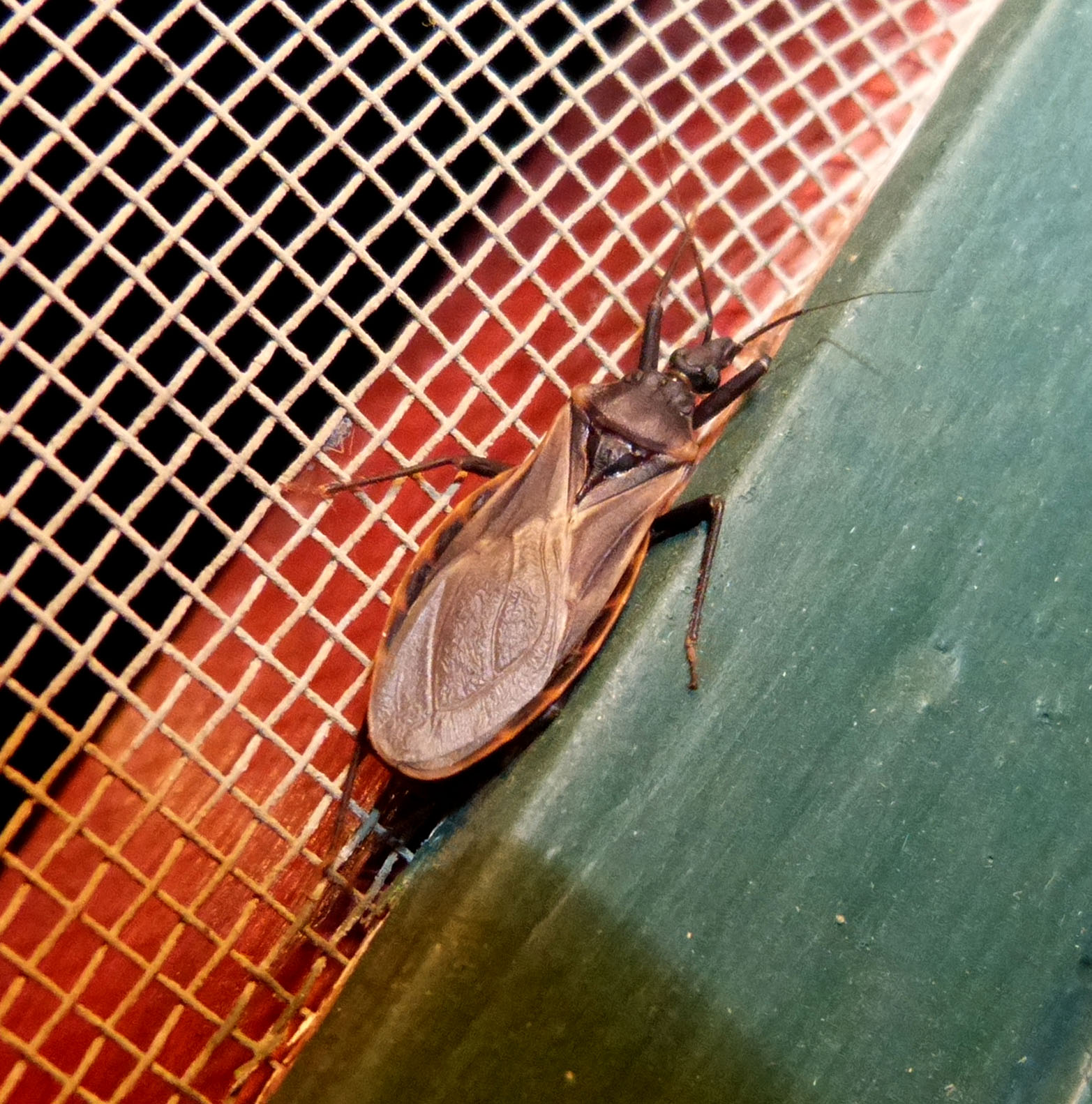 The Kissing Bug Has Spread To Utah, And It Can Be Deadly