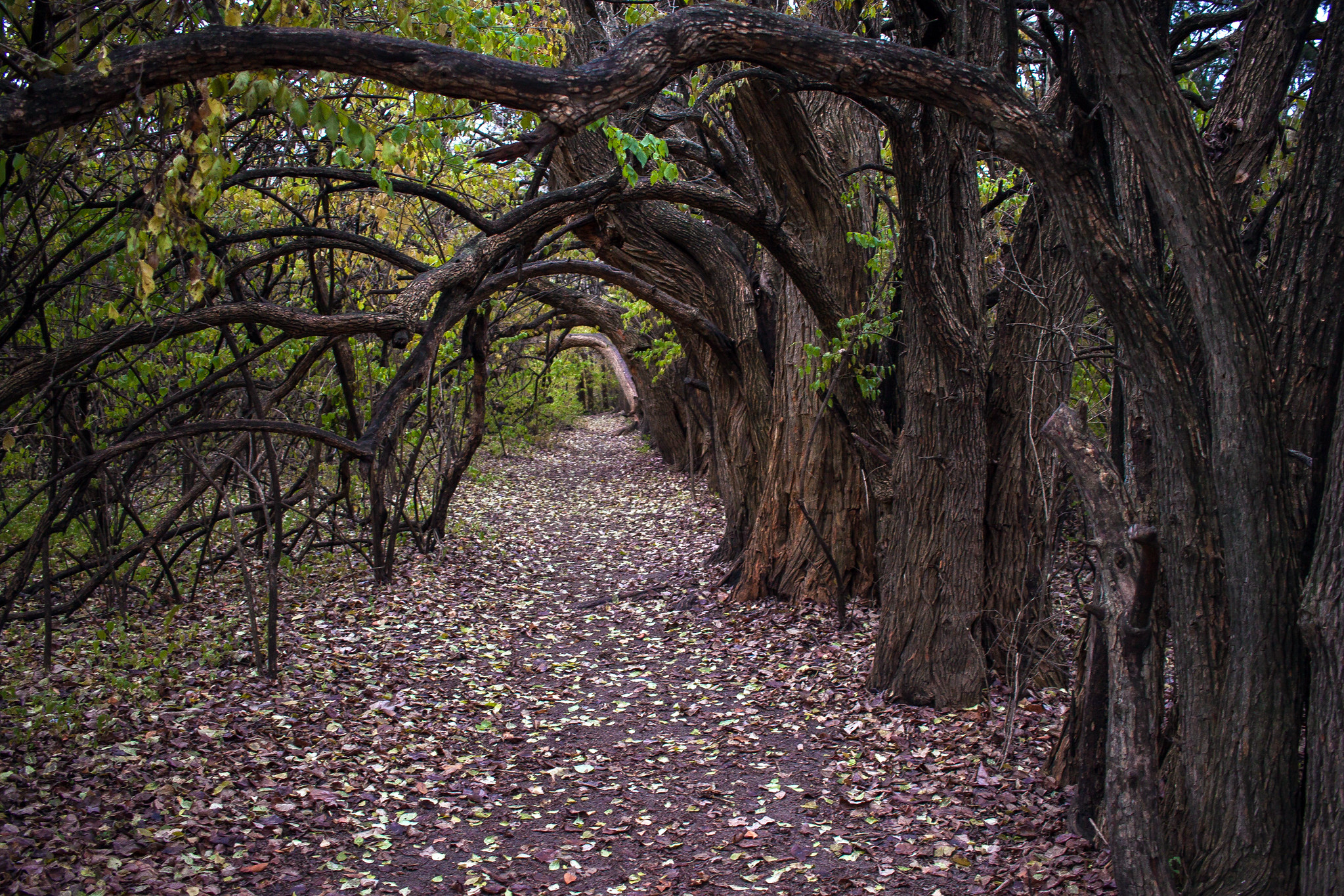 Enjoy This 2-Mile Forest Hike In Kansas