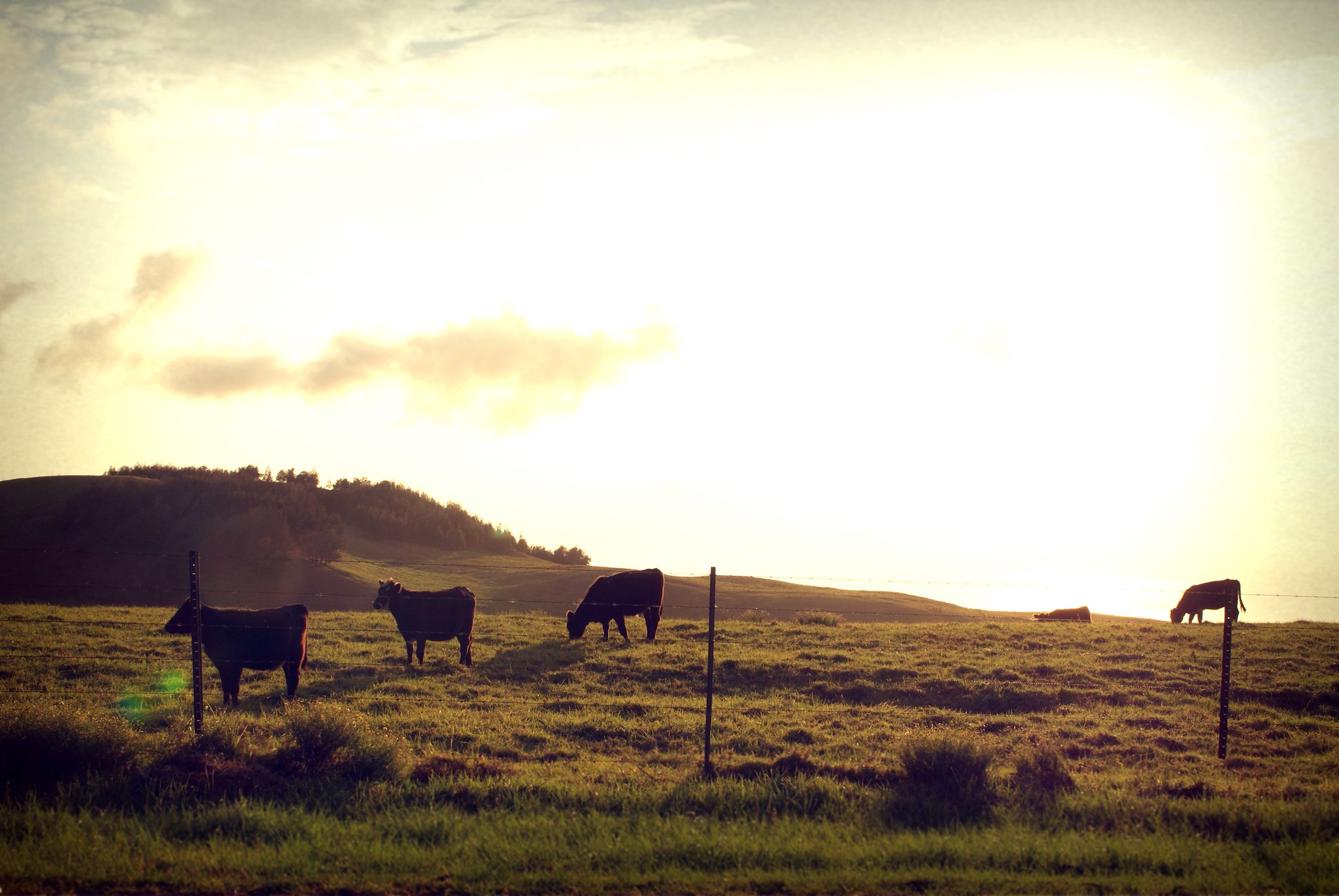 You Can View Wild Cows Roaming The Slopes Of Hawaii’s Mauna Kea