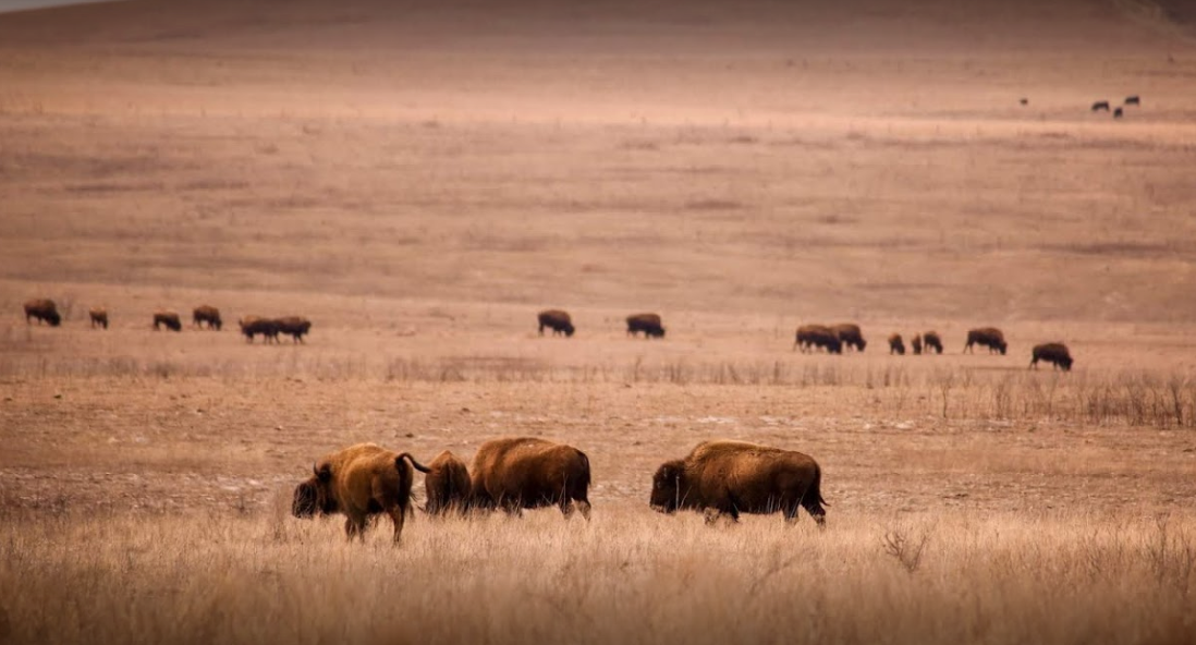 Drive Through Tallgrass Prairie Preserve For A Great Day Trip In Oklahoma
